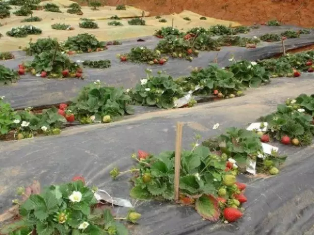 Strawberry frigo sa ilalim ng pelikula