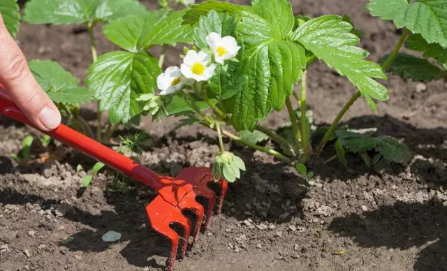 Benih Strawberry Freigian - bagaimana untuk menanam dan berkembang di tanah terbuka 4540_9