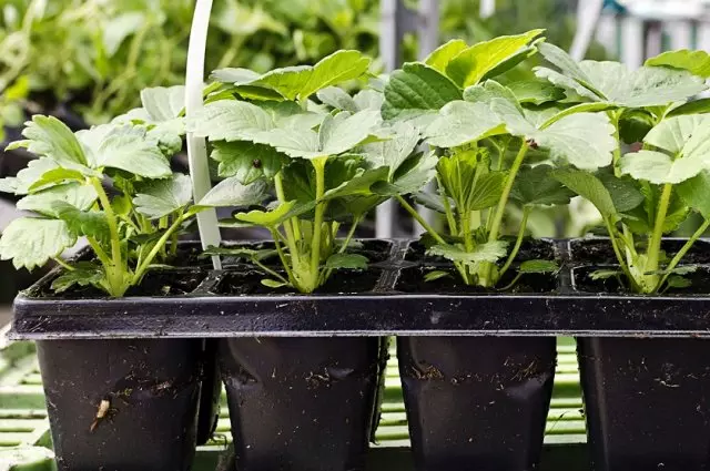 Strawberry seedlings a cikin kofuna