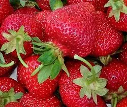 Strawberry itandukanye Zenga Zeenan