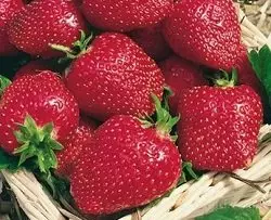 Ubwoko bwa Strawberry Monterey