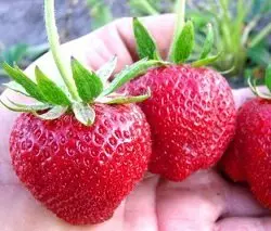 Ubwoko bwa strawberry butandukanye