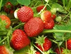 Strawberry itandukanye sudarushka