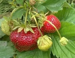 Strawberry itandukanye moscow yubile (masha)