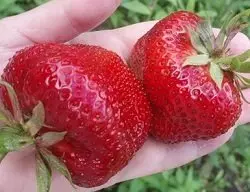 Strawberry itandukanye nyagasani.