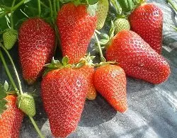 Strawberry itandukanye roxana