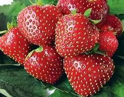 Ubwoko bwa Strawberry Kimberly