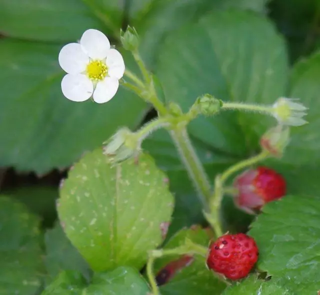 Square Chilenan (Fragaria chiloensis)