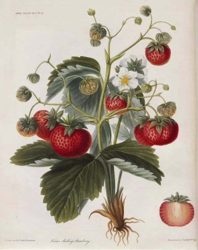 Strawberry Sort Keens Sobage 1812