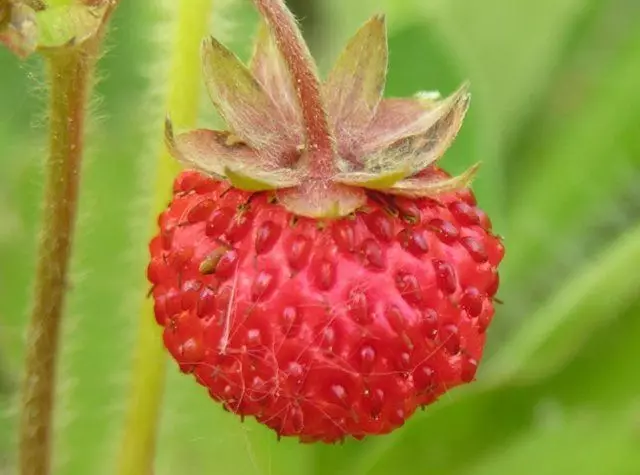 ストロベリーグリーン（Fragaria Viridis）