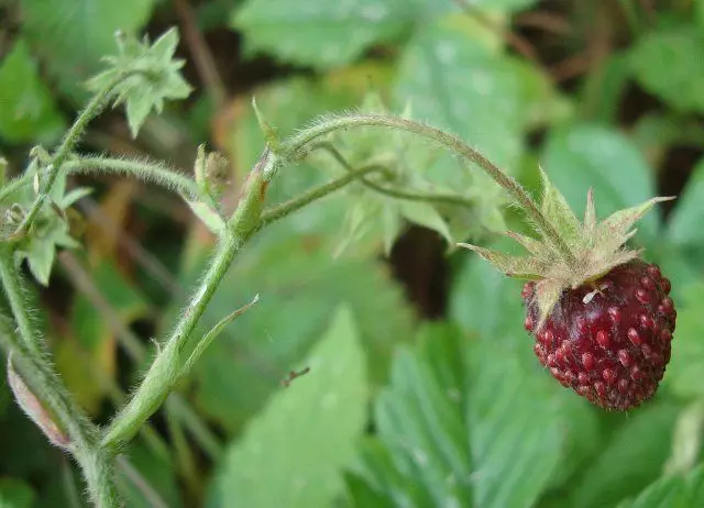 ストロベリーマスカタ（Fragaria Moschata）