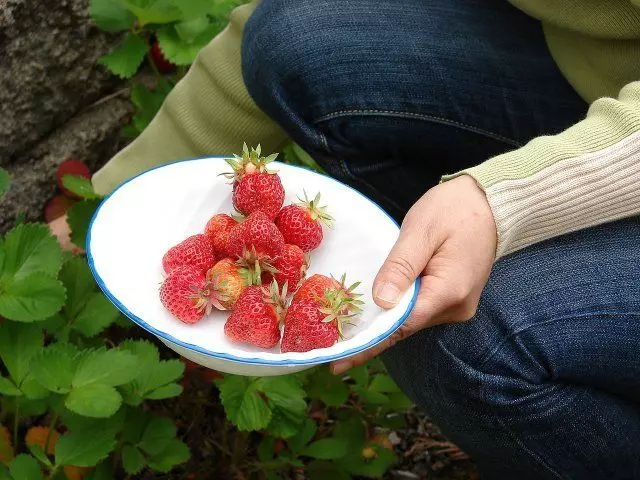 イチゴのパイナップル（Fragaria×Ananassa）