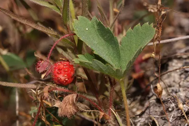 Virgin Jarðarber (Fragaria virginiana)