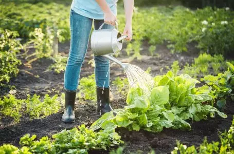 7 работи што треба да ги направите во градината пред да заминете за одмор 4558_23