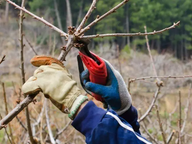 Pruning cherry