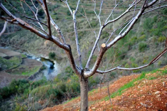 ಚೆರ್ರಿ ಚೂರನ್ನು