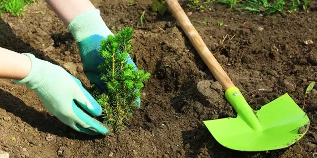 Regels van herfst planten planten