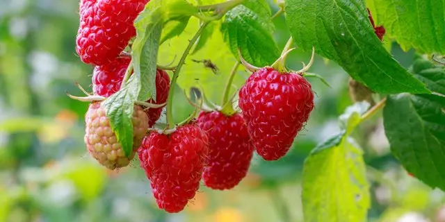 Setzlinge von Himbeeren