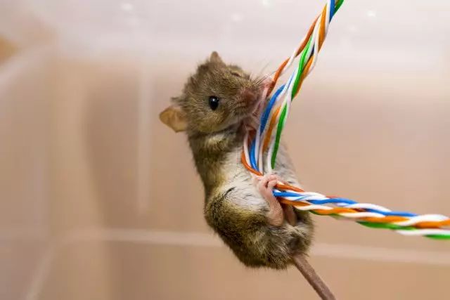 Mouse en cables