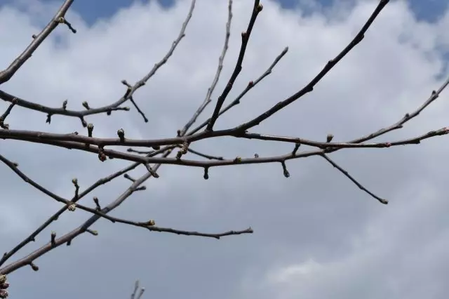 Buah pinggang di atas pokok epal