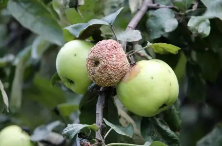 Ada satu soalan: apa yang perlu merawat pokok epal dan pir dari penyakit dan perosak pada bulan April? 4575_3