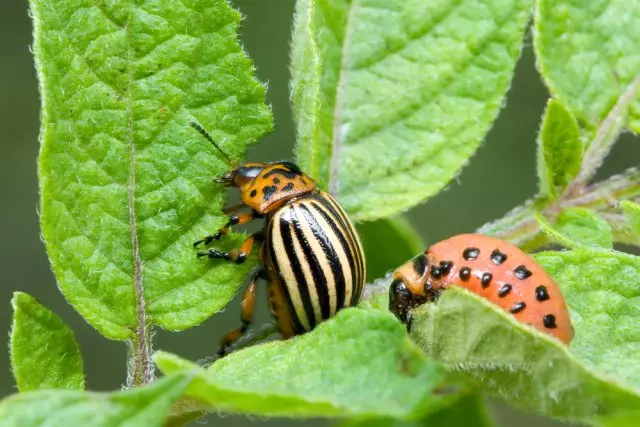 Colorado Beetle