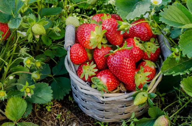 Orukọ to tọ ti awọn eso strawberries