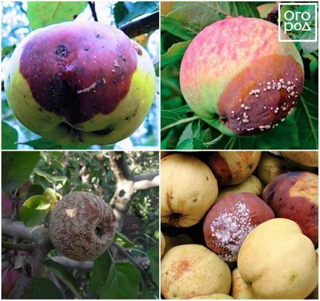 Fruit rot apple tree - how to save the tree?