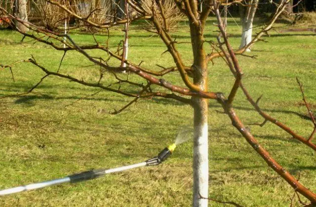 Verwerking van een appelboom uit ziekten en plagen