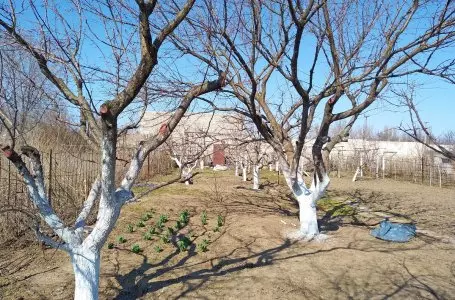 Domande eterne: portare o meno agli alberi di Bleow in primavera? 4582_3