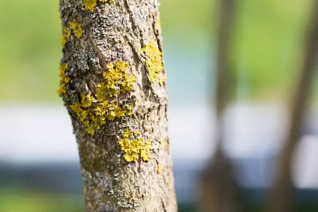 Korstmos op de boom