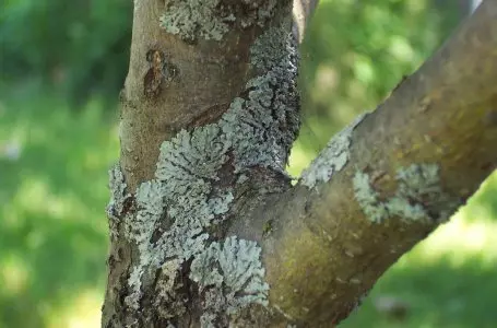 Perguntas eternas: trazer ou não batear árvores na primavera? 4582_6