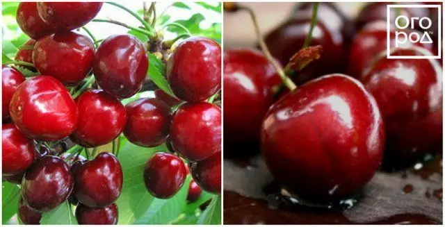 Cherry Cherry sorterar