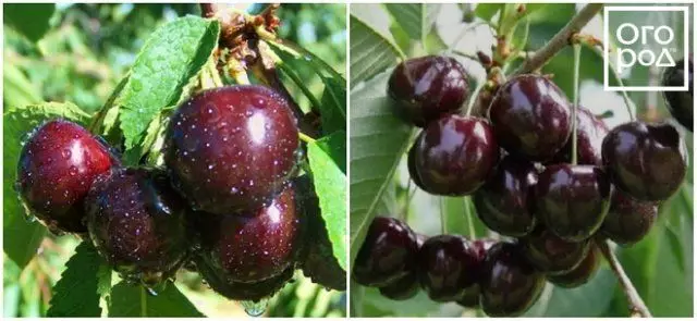 Cherry Cherry Variety.