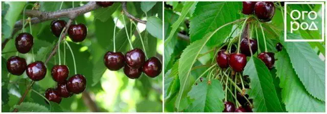 I-Cherry cherry Hlunga ngaphandle
