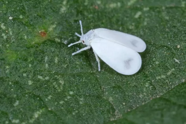 Whiteflower వదిలించుకోవటం ఎలా