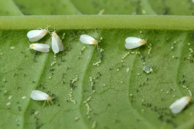 ഒരു ഷീറ്റിൽ വെള്ള