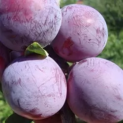 Plum dị iche iche bụ nnukwu