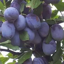 Plum Ntau Npom Taws