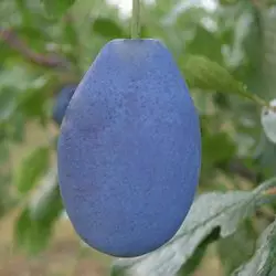 Plum Stenla Įvairovė