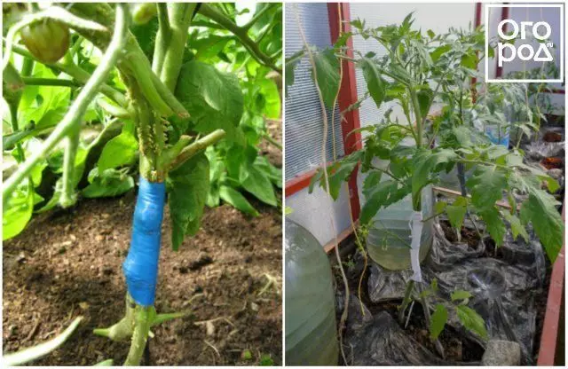 Tomaten, gevaccineerd door de ablatingsmethode