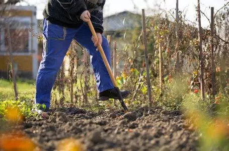 Tutup musim - 7 kasus yang perlu dilakukan di kebun pada bulan Oktober 4613_21