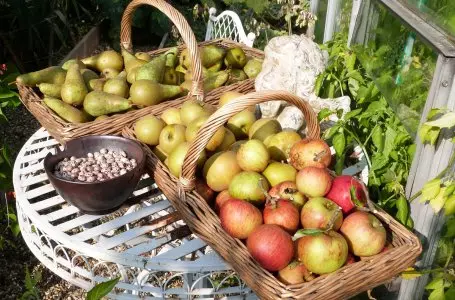 Tutup musim - 7 kasus yang perlu dilakukan di kebun pada bulan Oktober 4613_3