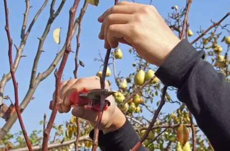 Tutup musim - 7 kasus yang perlu dilakukan di kebun pada bulan Oktober 4613_9