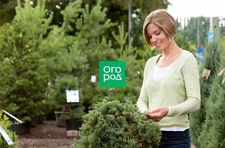 15 gradini per un giardino sano - regole semplici che aiuteranno a mantenere un raccolto 4615_24