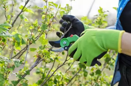 15 gradini per un giardino sano - regole semplici che aiuteranno a mantenere un raccolto 4615_3