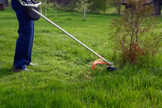 Paco nel giardino