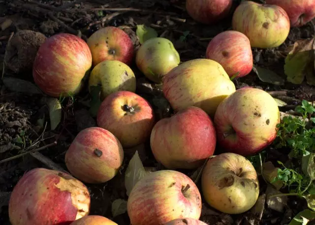 Padalitsa Apples