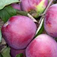 Apple tree varieties Belarusian sweet