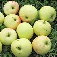 Apple tree varieties of cypress